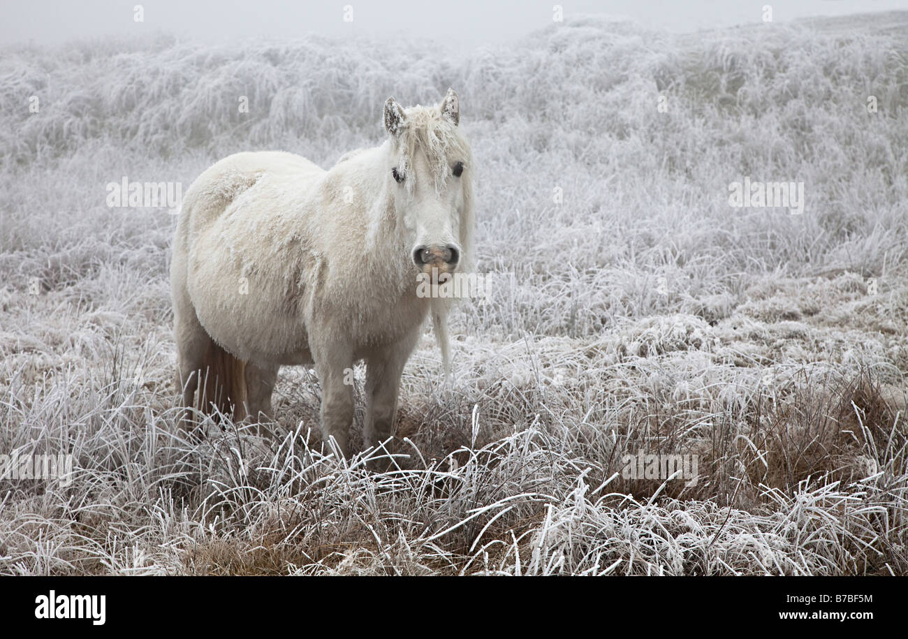 Frozen pony hi-res stock photography and images - Alamy