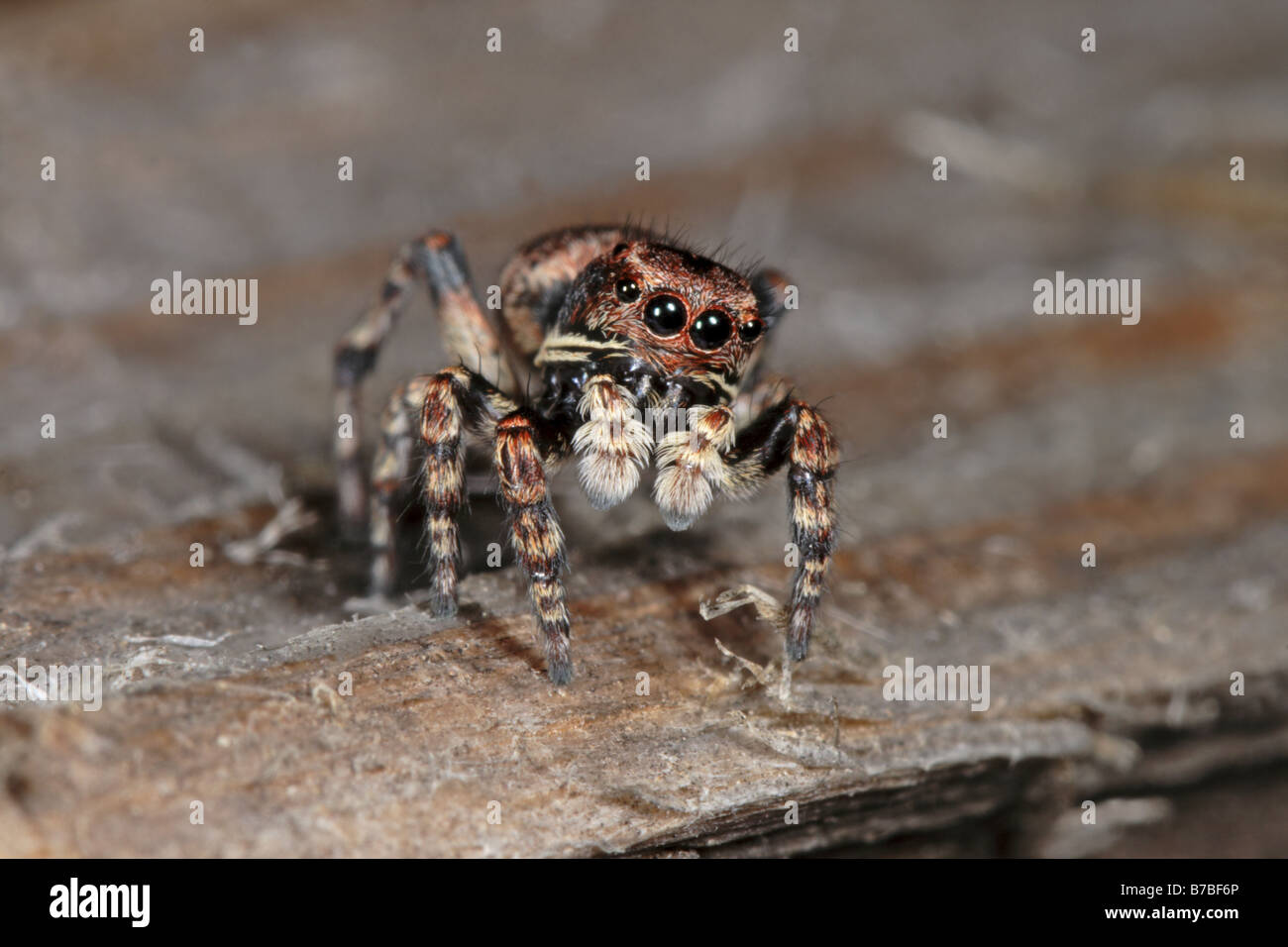 Jumping spider (Sitticus saxicola), female sitting on dead wood Stock ...