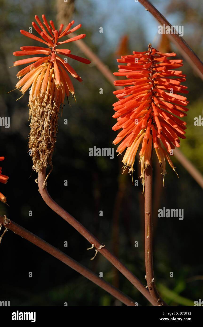 X praecox hi-res stock photography and images - Alamy