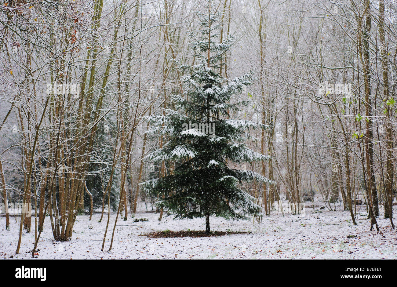 Evergreen tree in snow Stock Photo - Alamy