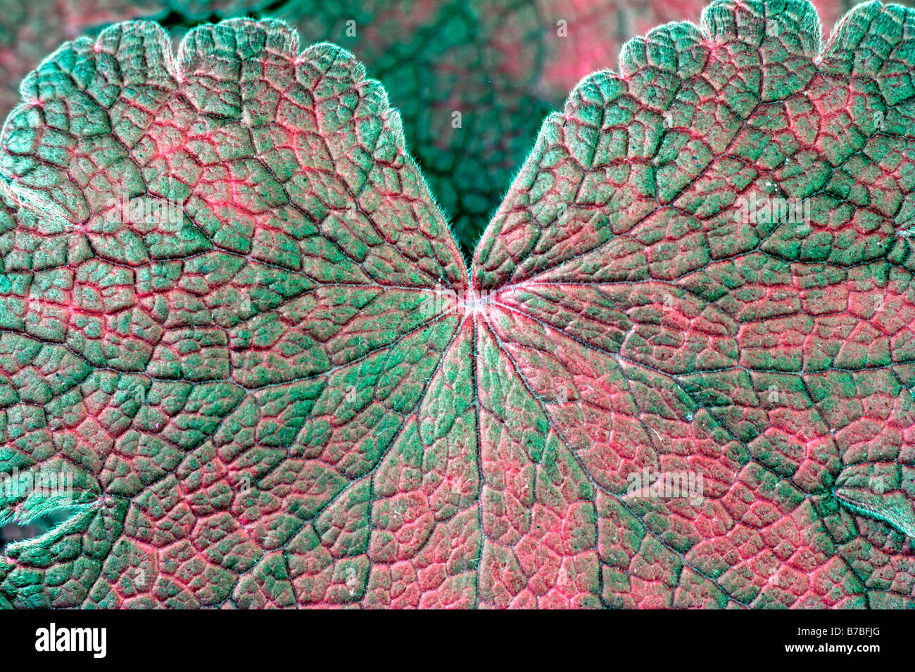 Leaf surface details hi-res stock photography and images - Alamy
