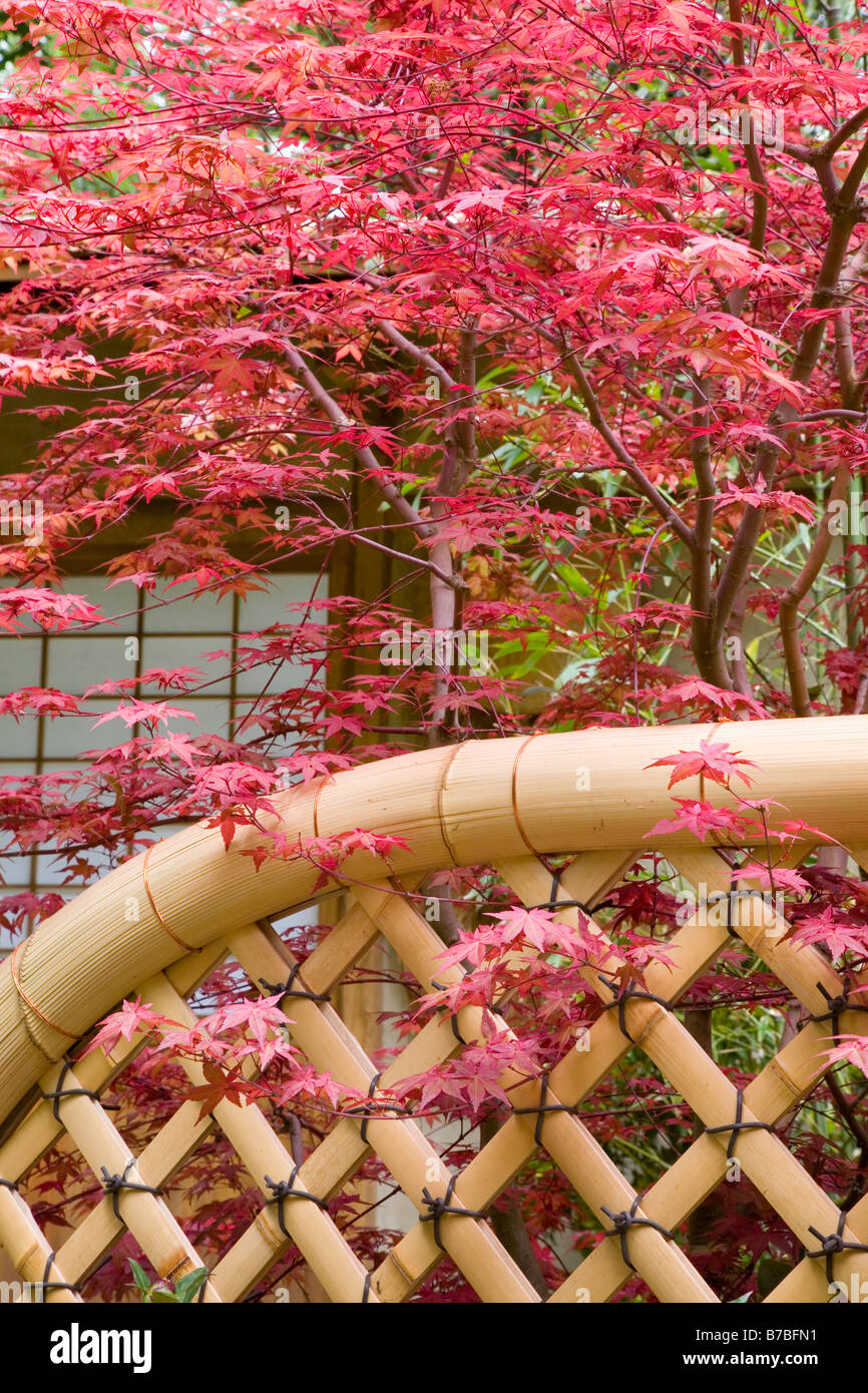 Asian acer hi-res stock photography and images - Alamy