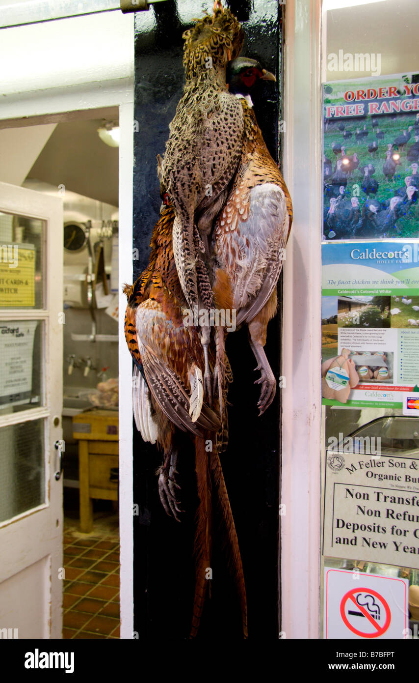 Pheasant display hi-res stock photography and images - Alamy