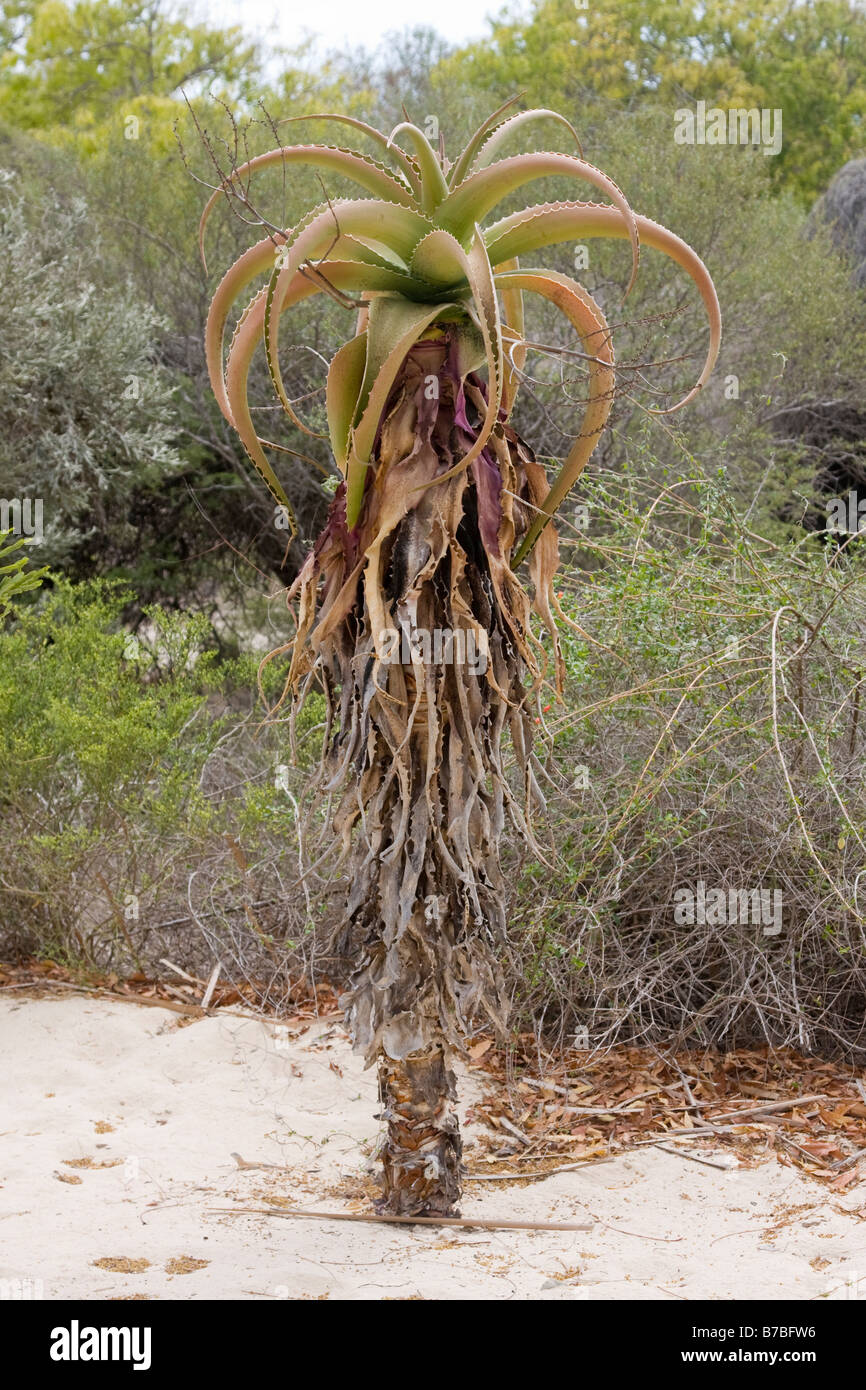 Aloe plant Ifaty Madagascar Stock Photo - Alamy