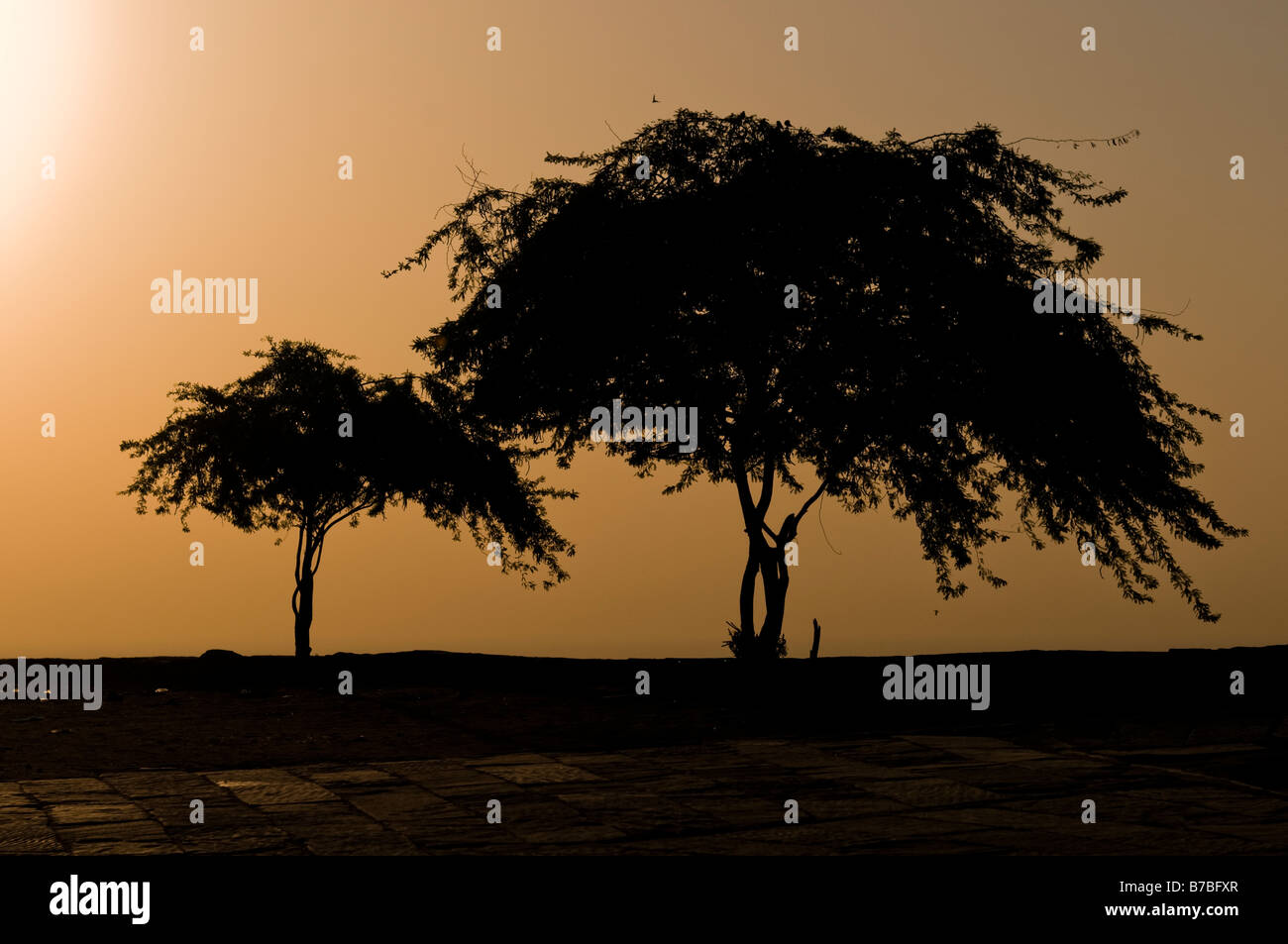 Tree trees stone asia india hi-res stock photography and images - Alamy