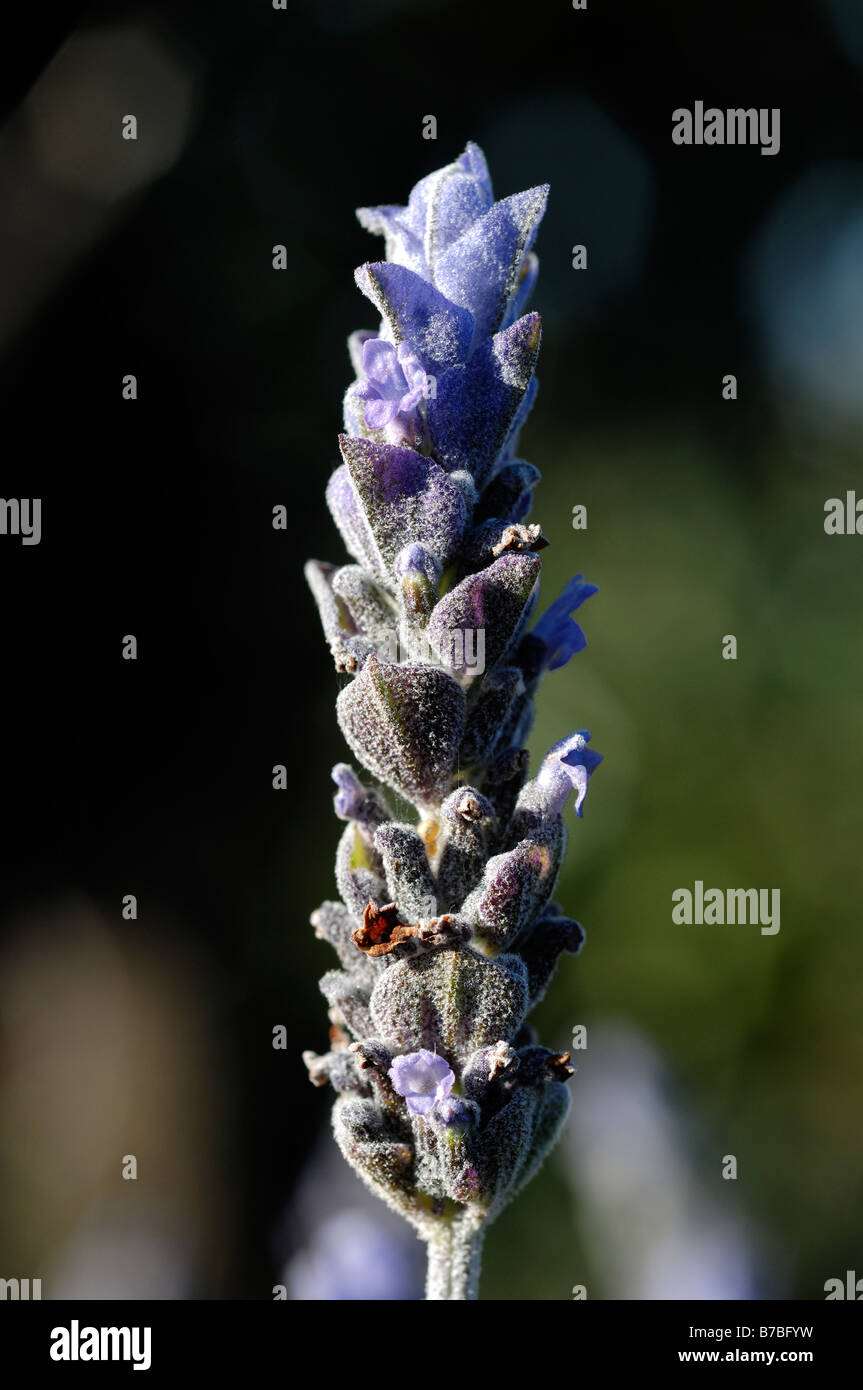 Lavandula dentata hi-res stock photography and images - Alamy