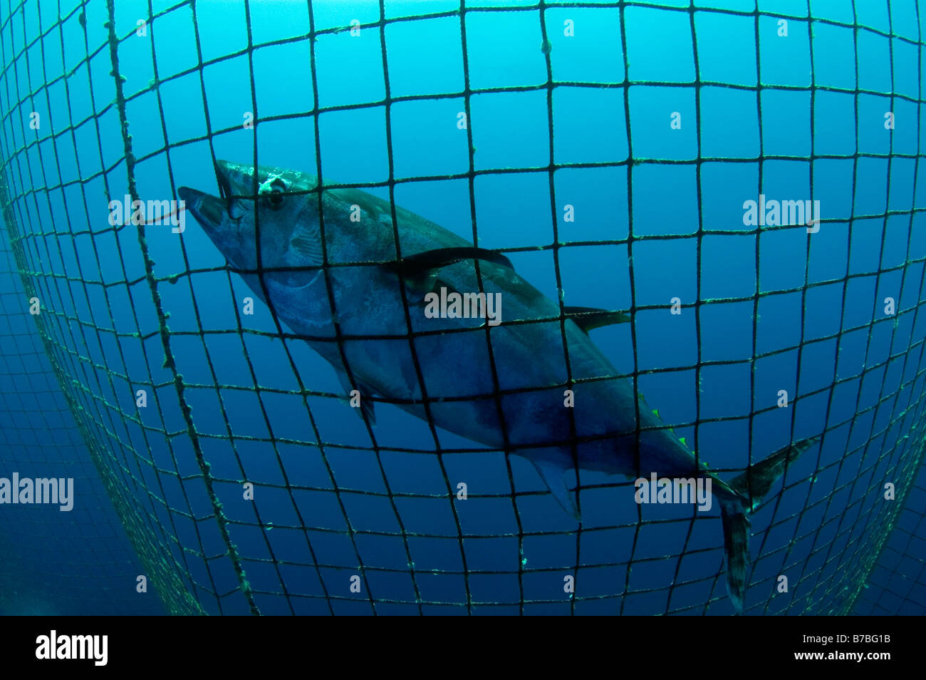 Dead Bluefin Tuna in Tuna Transport Cage, Mediterranean Stock Photo - Alamy