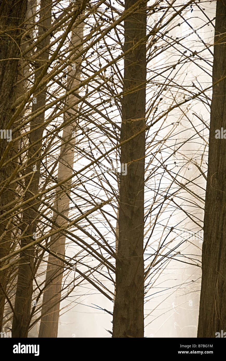 Dead redwood tree hi-res stock photography and images - Alamy
