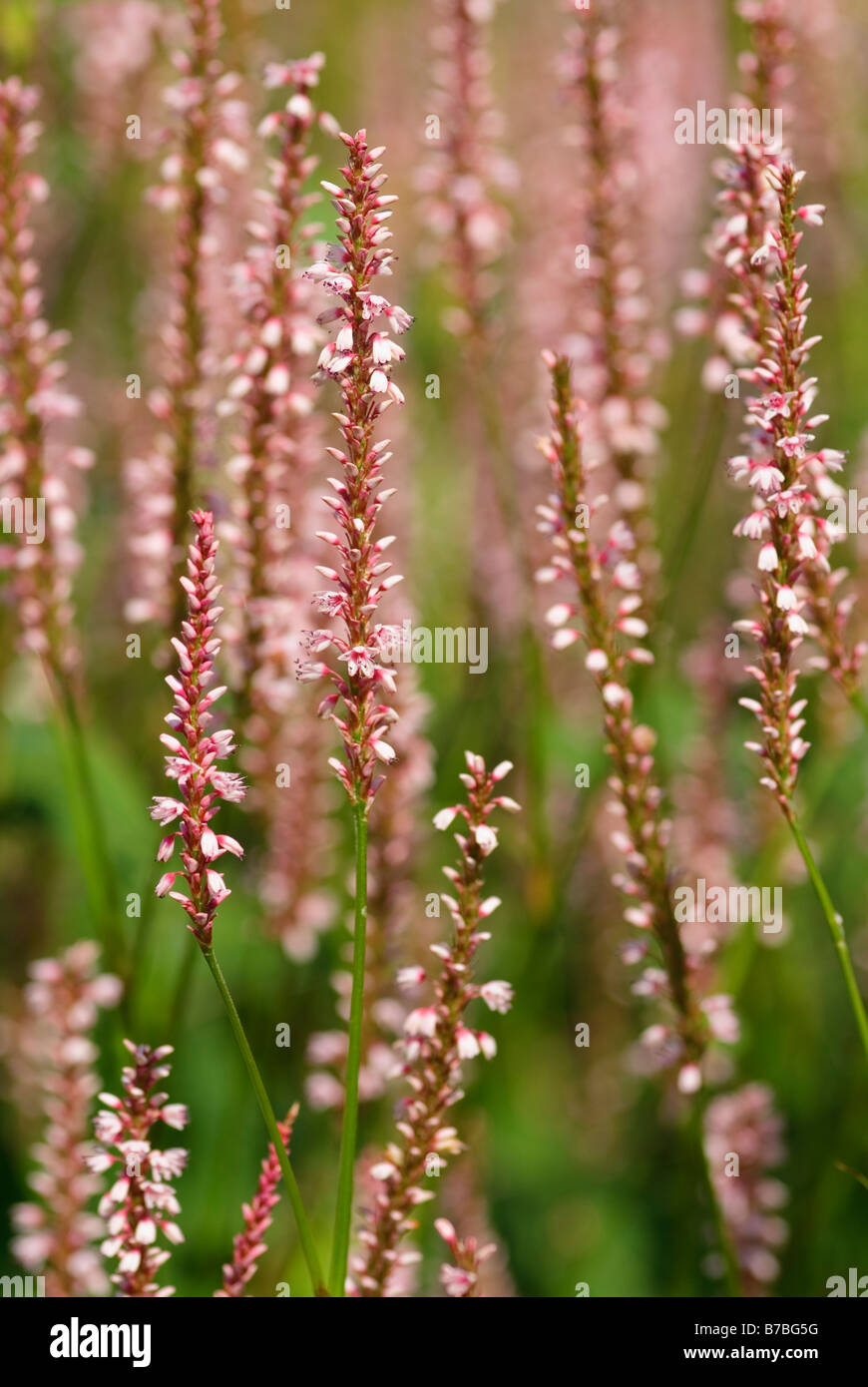 PERSICARIA AMPLEXICAULIS ROSEA Stock Photo - Alamy