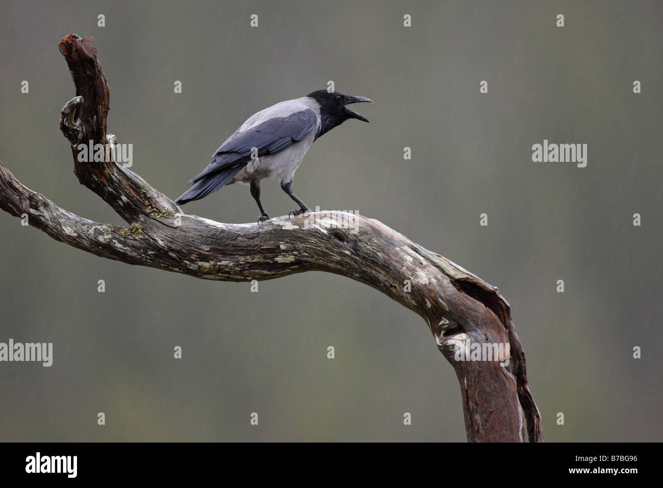 Crying crow hi-res stock photography and images - Alamy