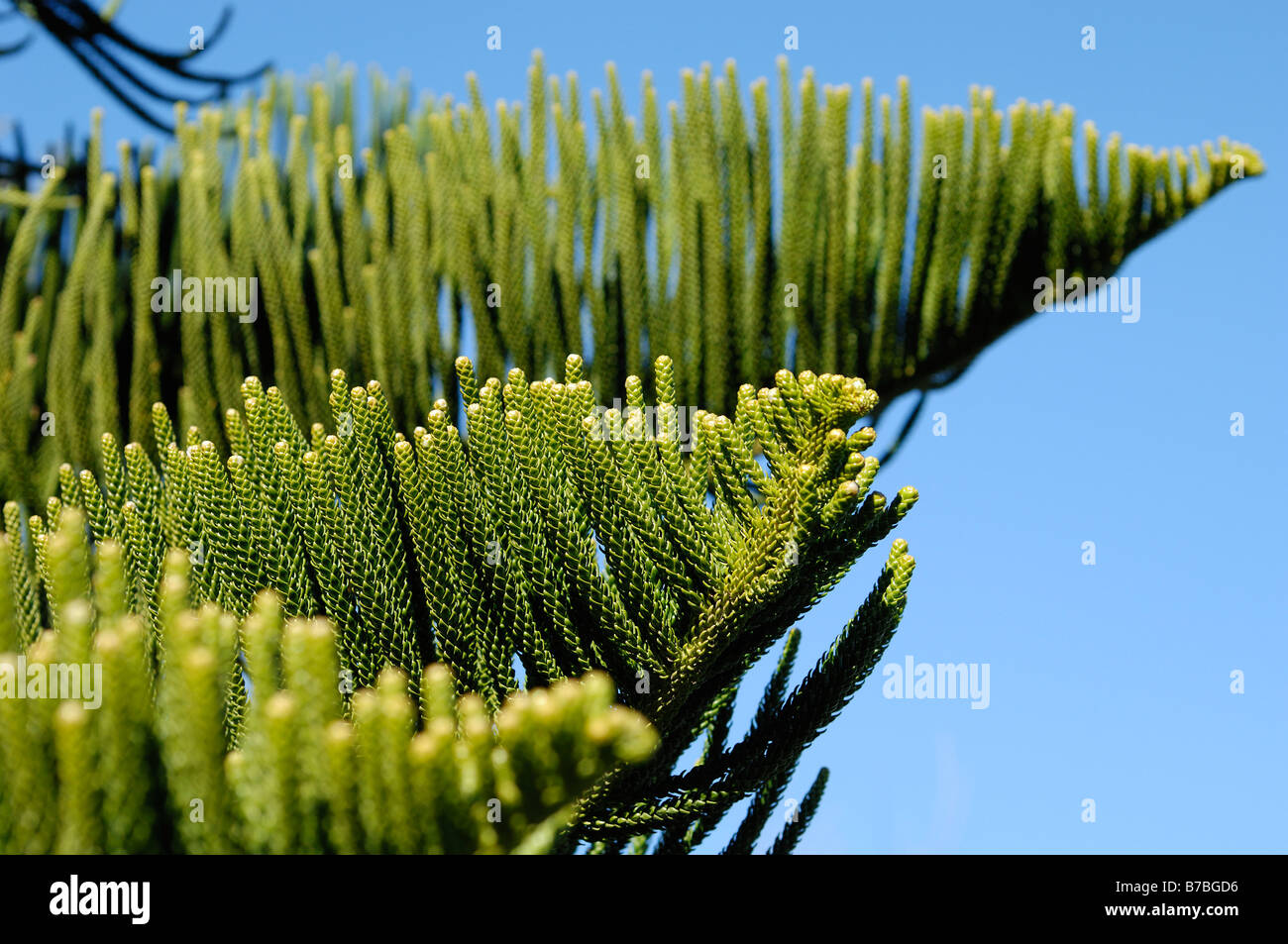 Araucaria Excelsa Norfolk Pine Leaves detail Stock Photo - Alamy