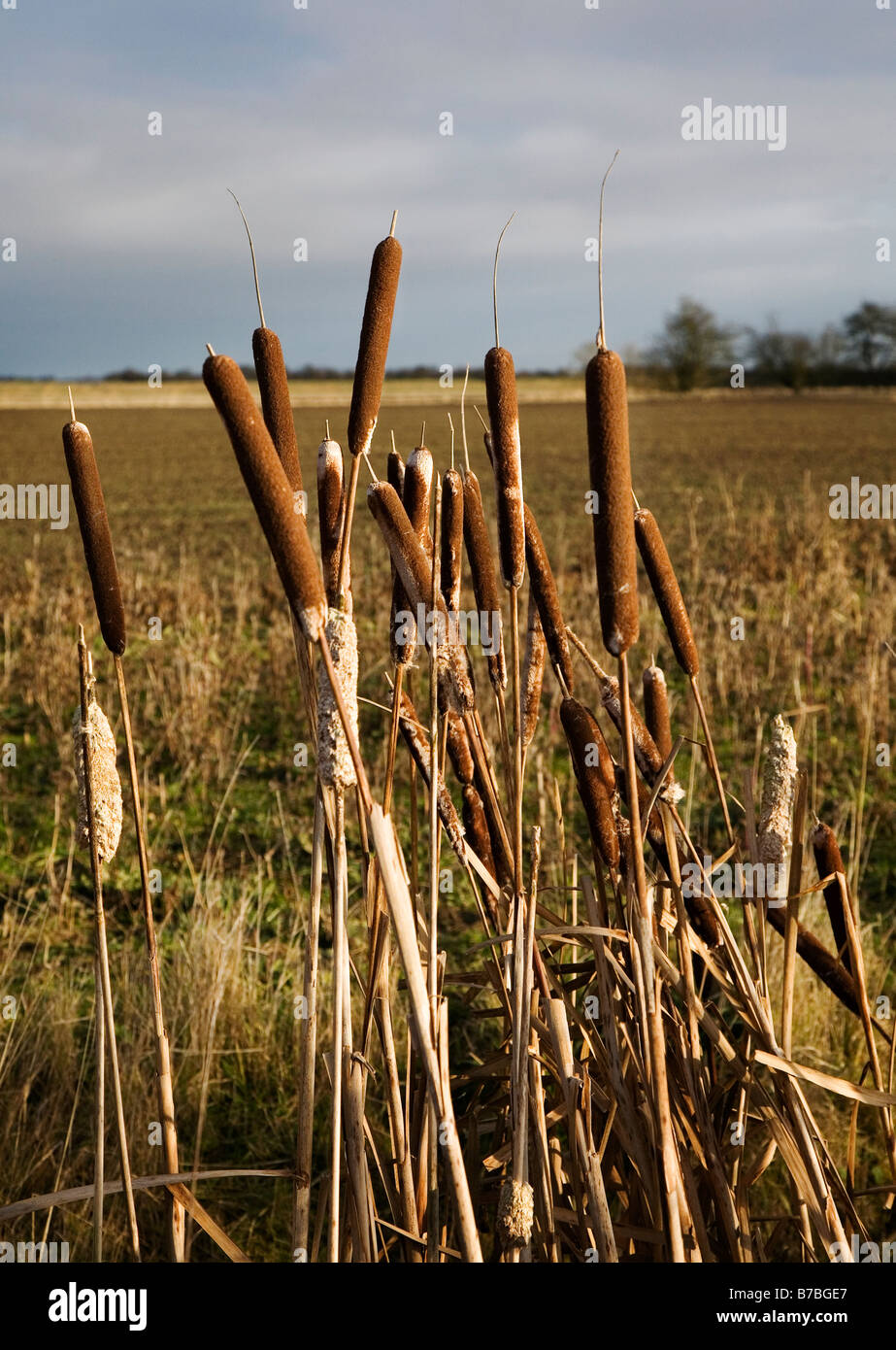 Bulrushes and reeds hi-res stock photography and images - Alamy