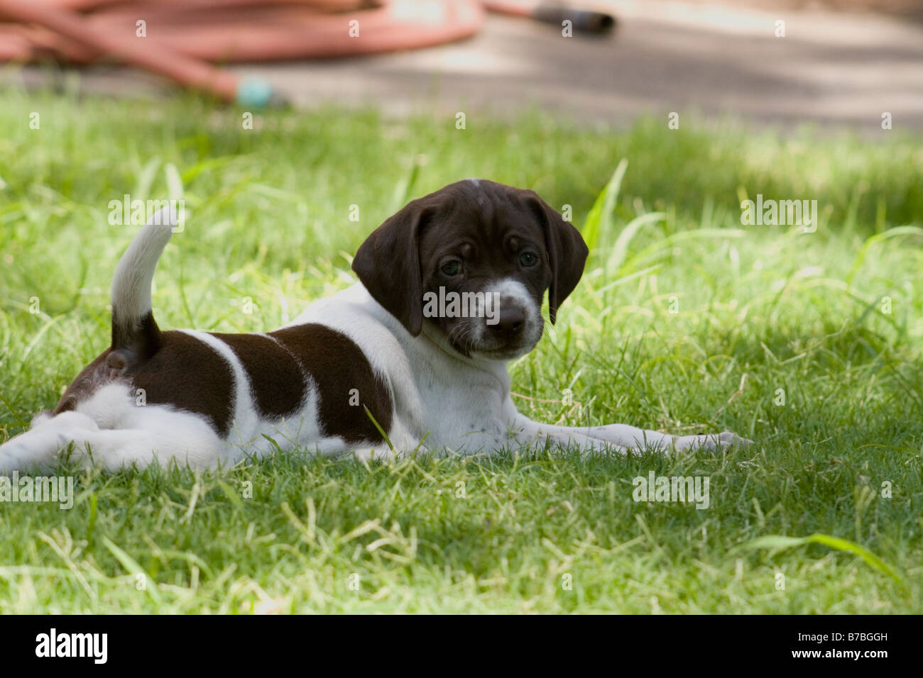 Bird dog hi-res stock photography and images - Alamy