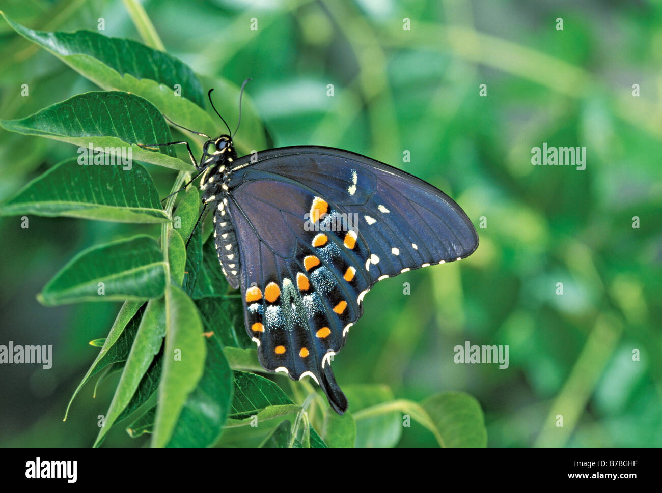 Spicebush chrysalis hi-res stock photography and images - Alamy