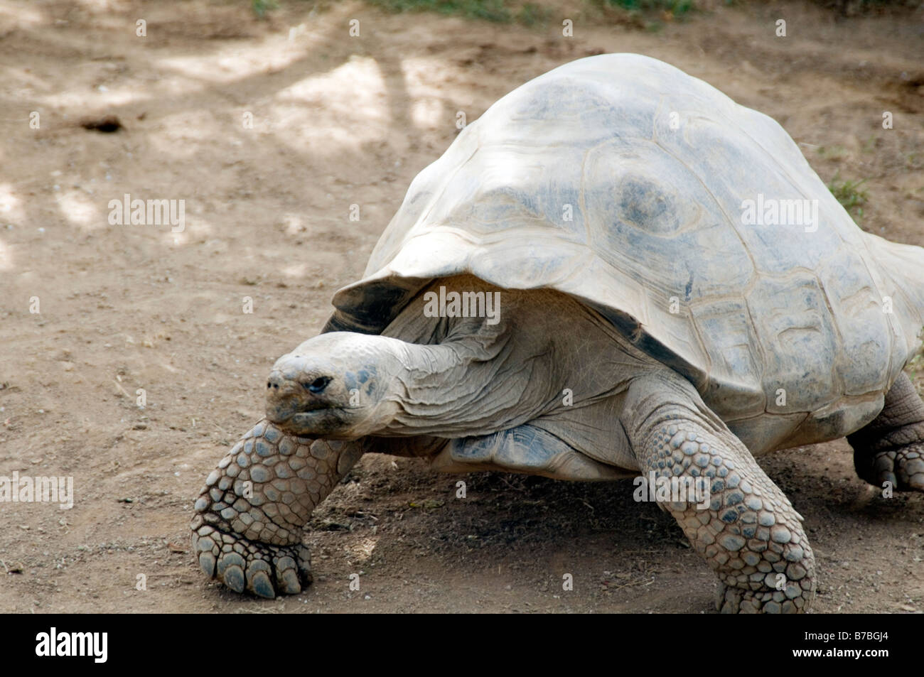 Slow tortoise hi-res stock photography and images - Alamy