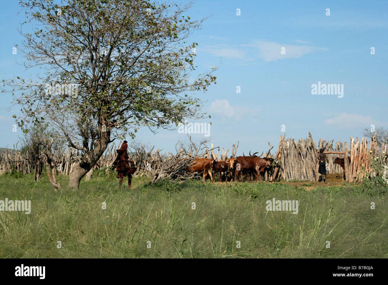 Cattle kraal hi-res stock photography and images - Alamy