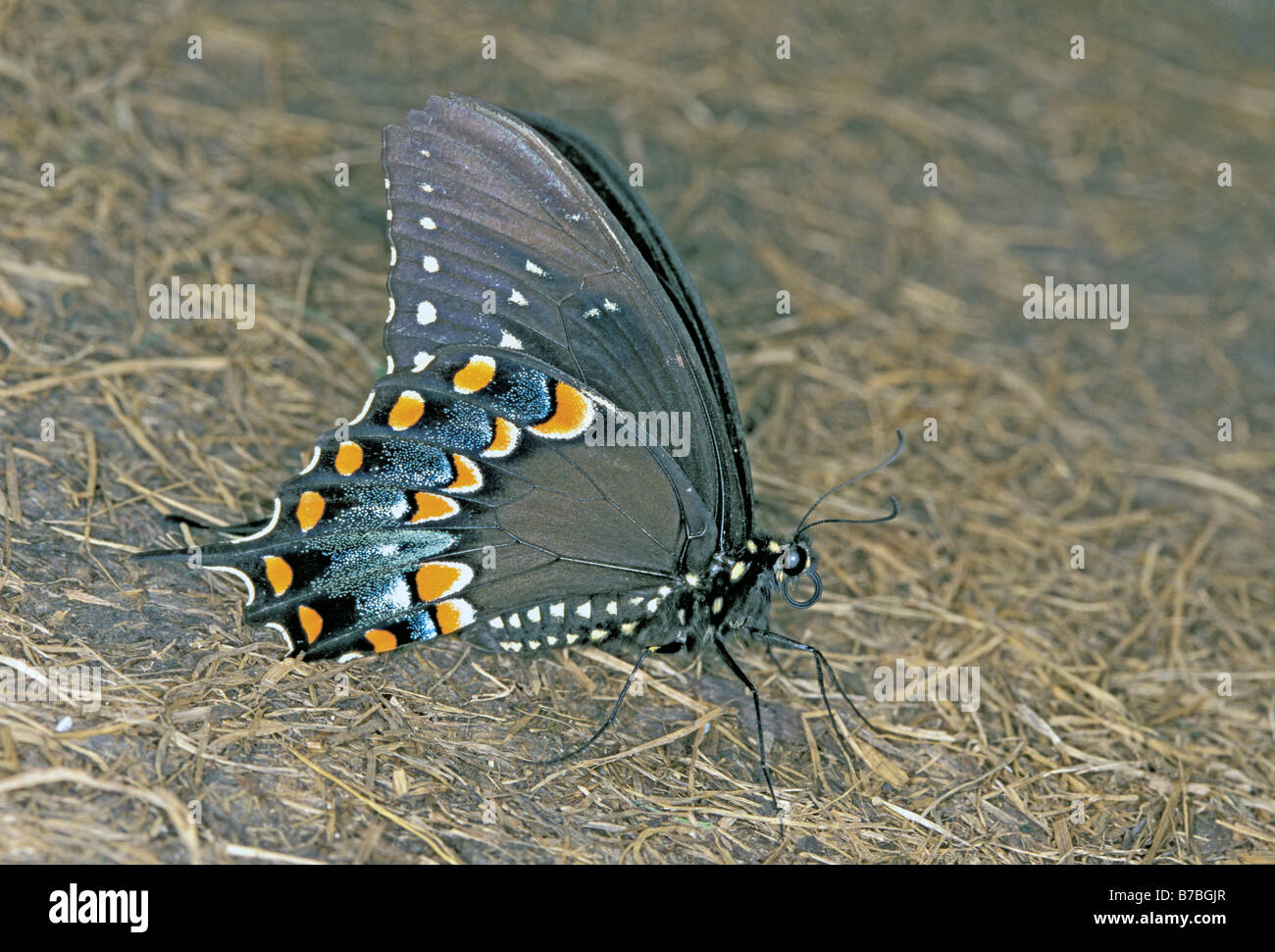 Delicate swallowtail hi-res stock photography and images - Alamy