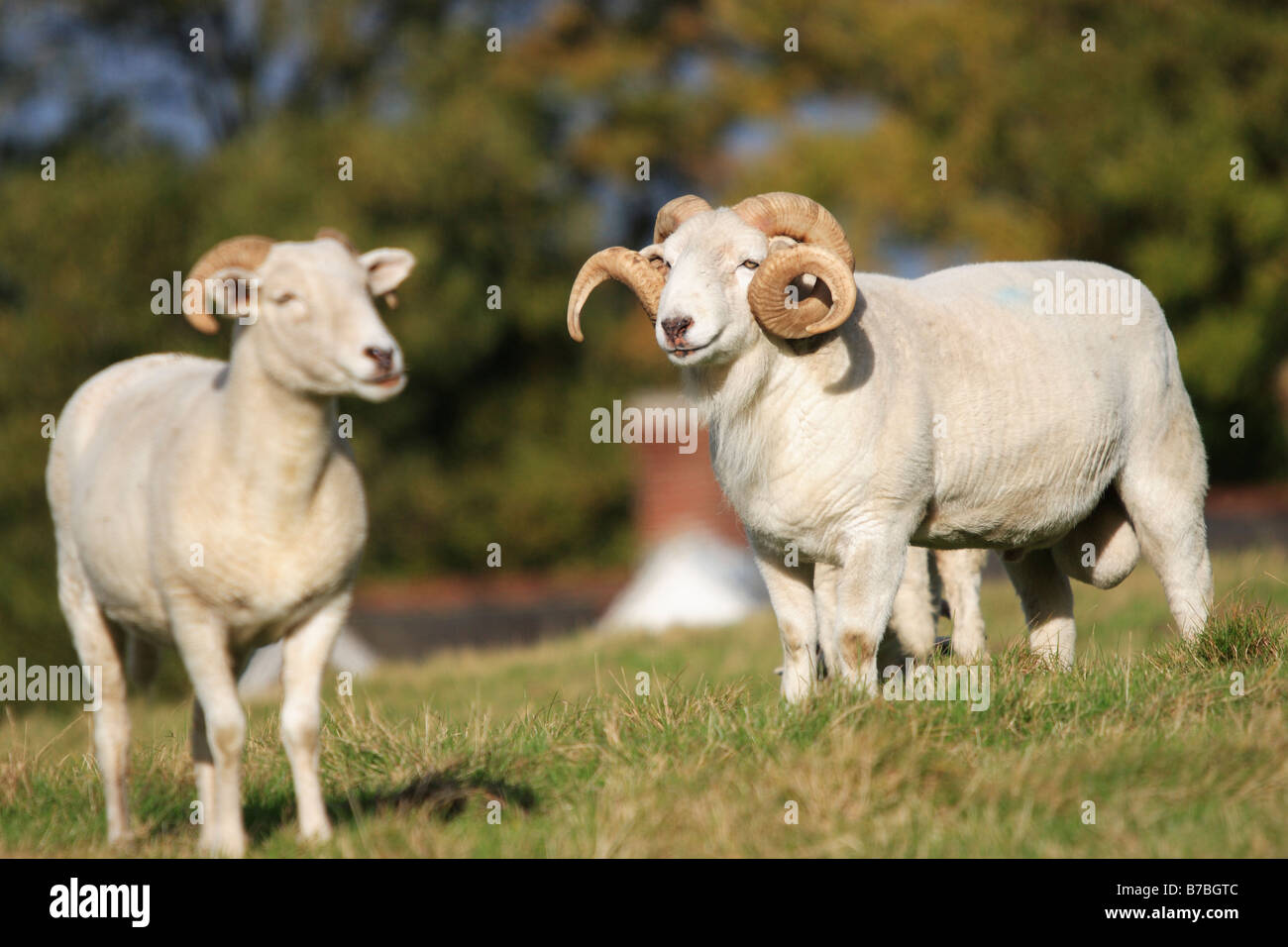 Wiltshire Horn Sheep. Ram & Ewe Stock Photo - Alamy