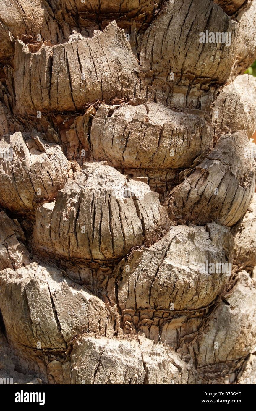 Palm tree bark hi-res stock photography and images - Alamy