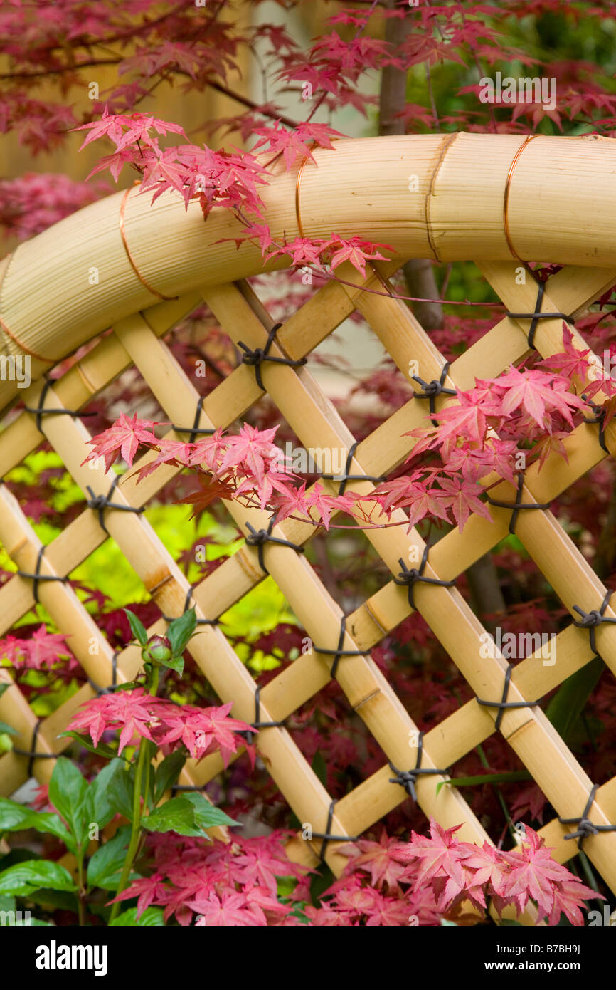 Asian acer hi-res stock photography and images - Alamy