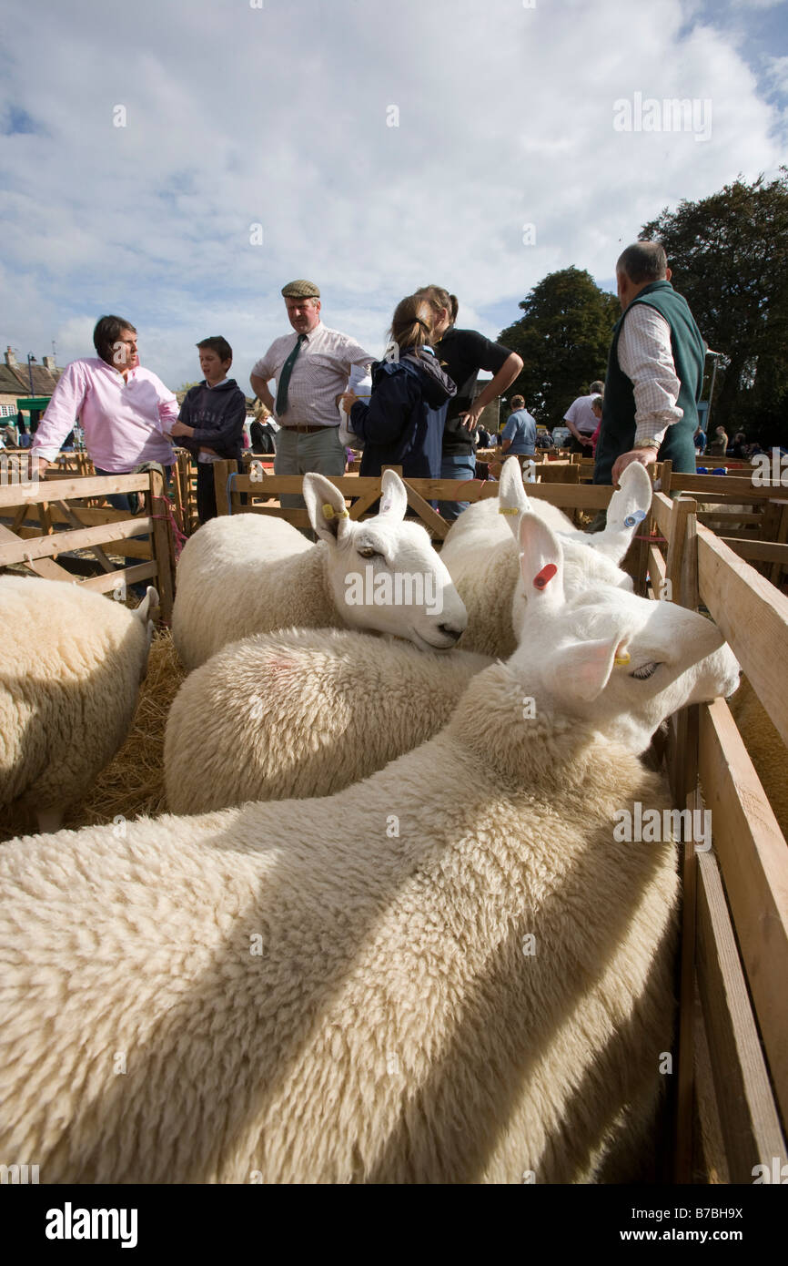 Sheep judging hi-res stock photography and images - Alamy