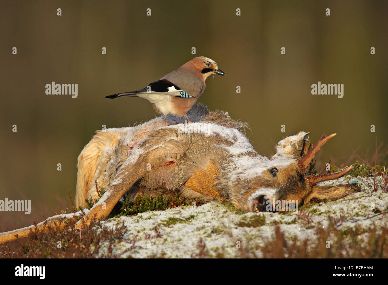 Dead roe deer hi-res stock photography and images - Alamy