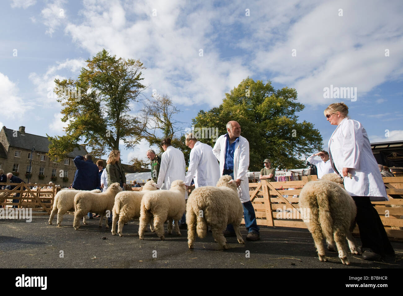 Sheep judging hi-res stock photography and images - Alamy
