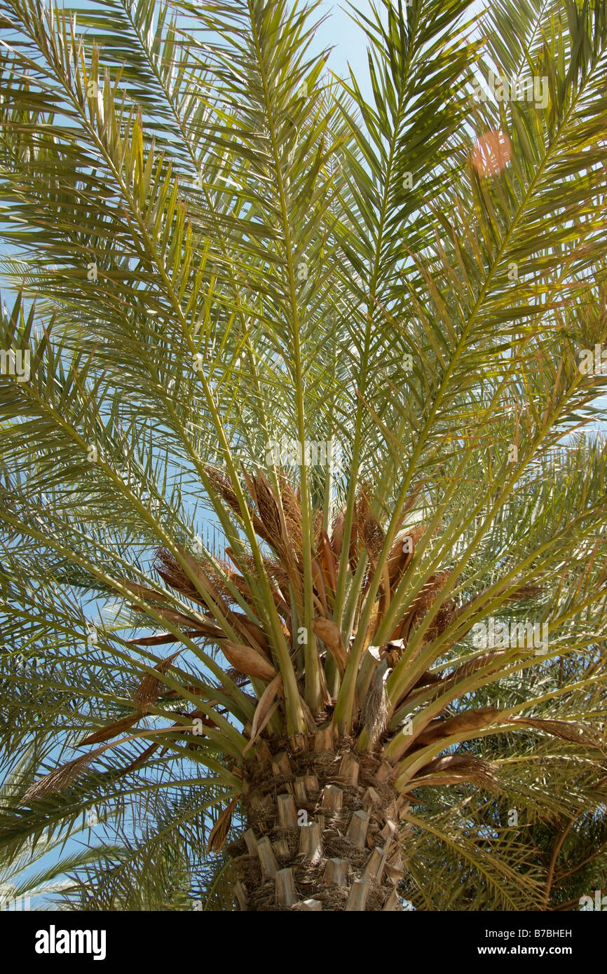 Palm tree top hi-res stock photography and images - Alamy