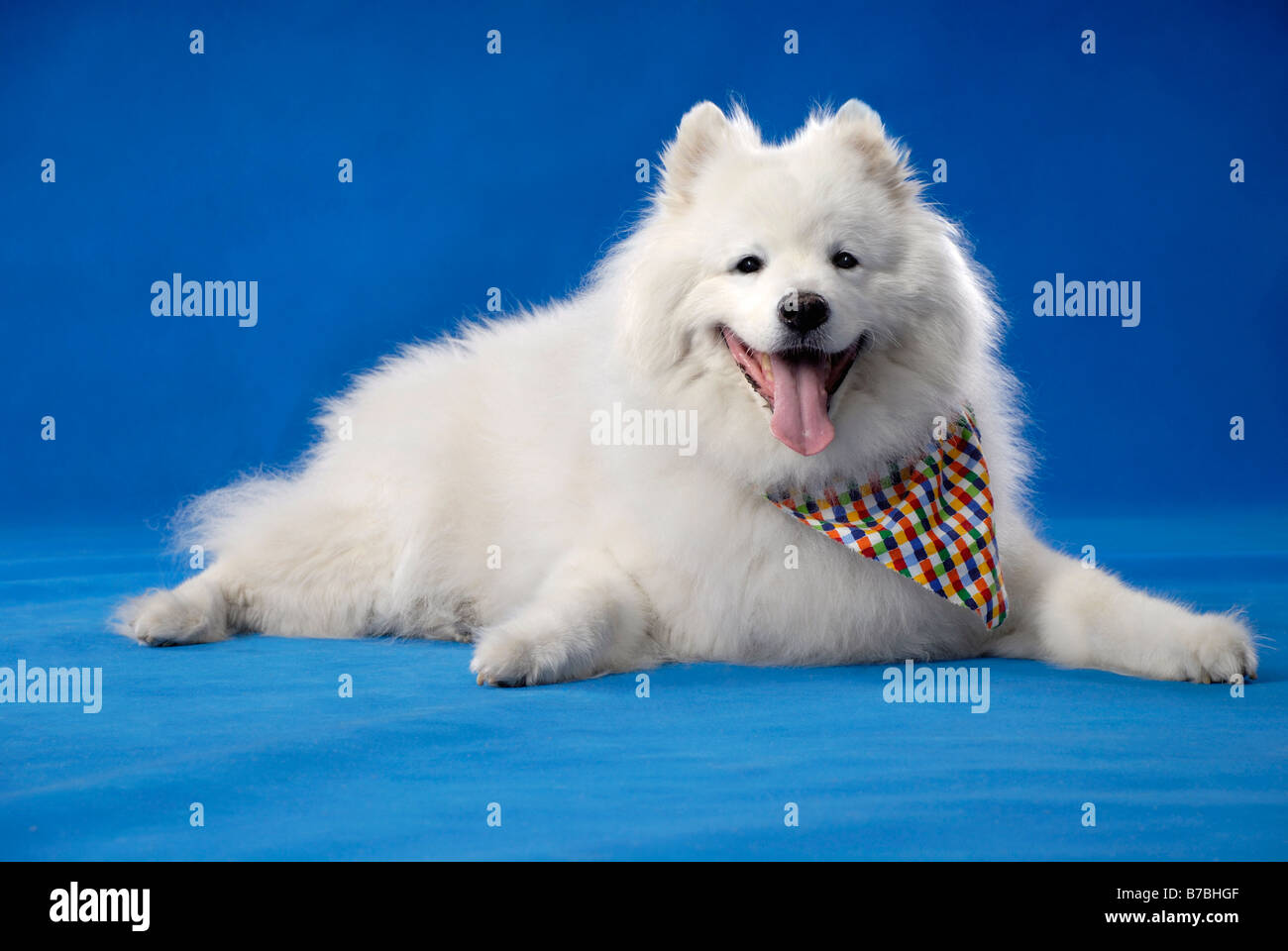 Samoyed sled hi-res stock photography and images - Alamy