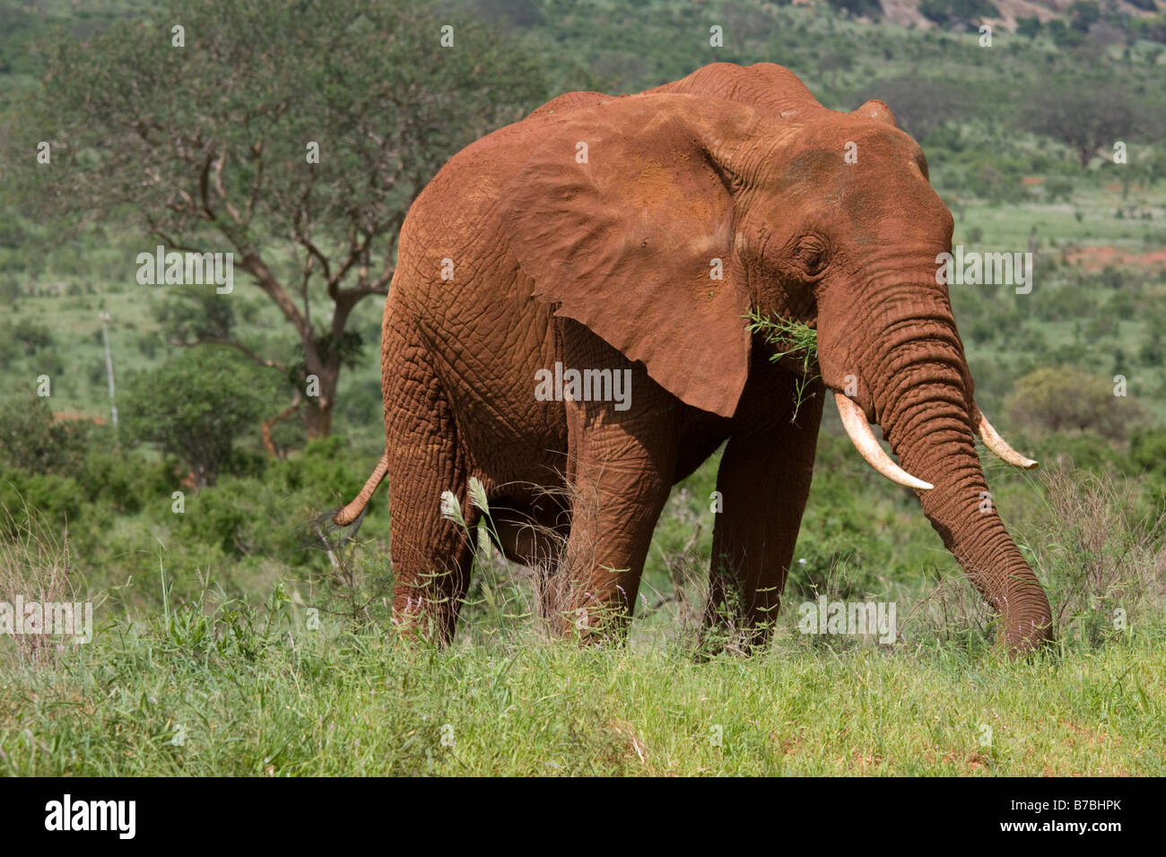 Dust red elephant hi-res stock photography and images - Alamy