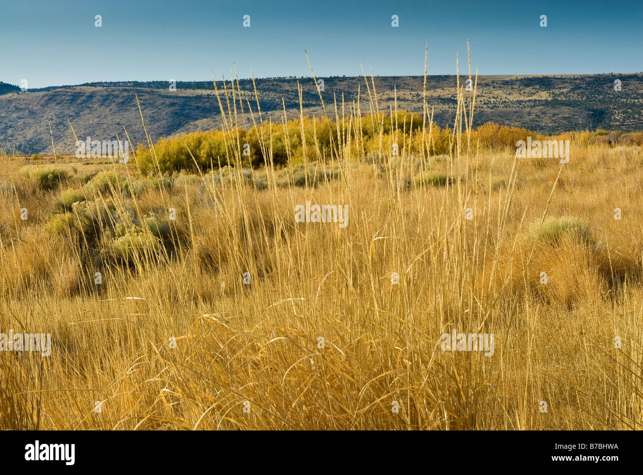 Tall grass at wetlands seen from Center Patrol Road and Jackass Mtn in ...