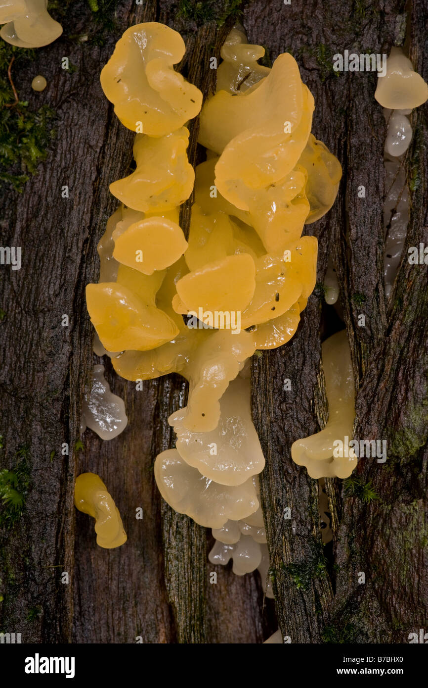 Yellow jelly fungus hi-res stock photography and images - Alamy