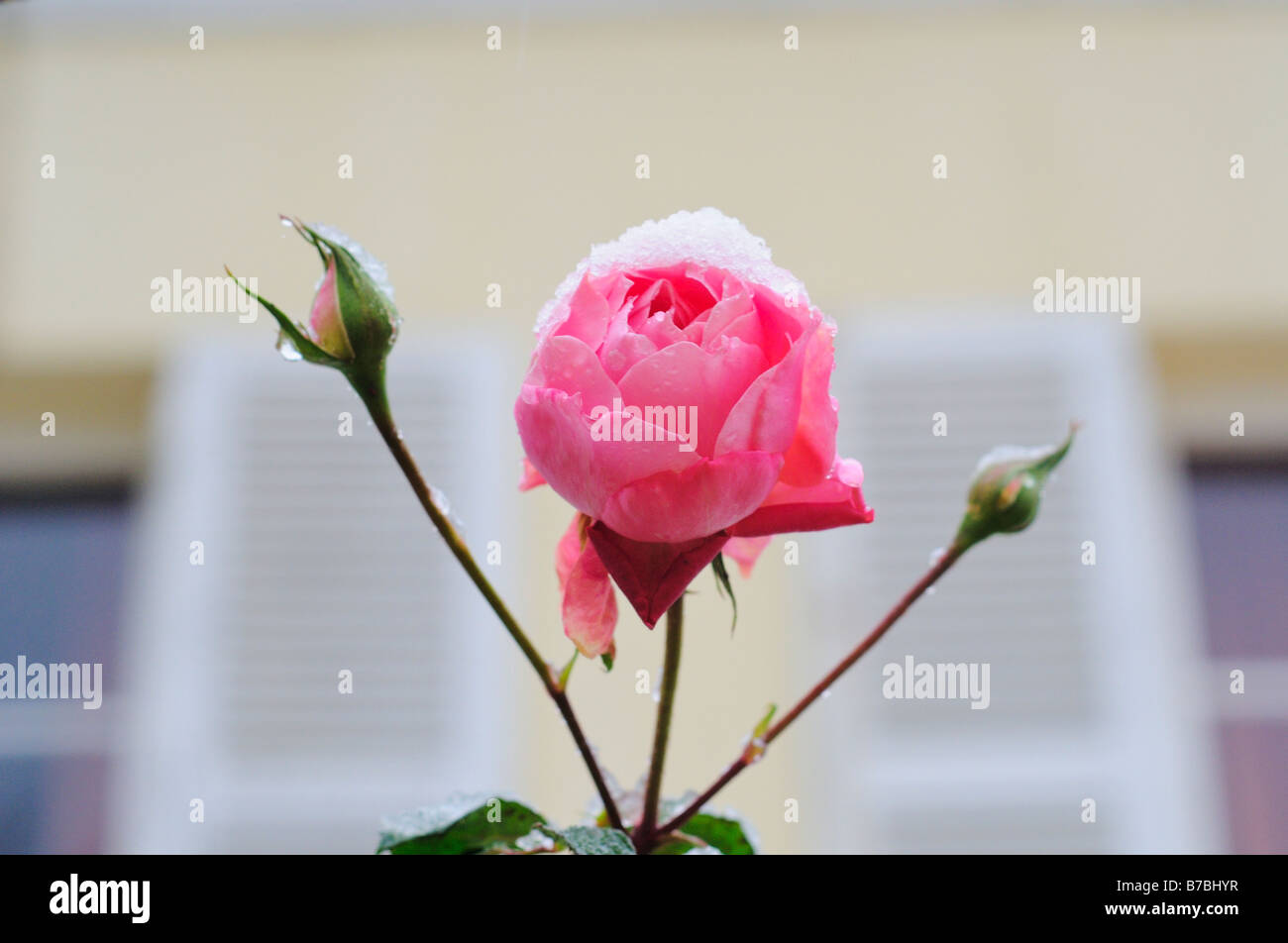 Rose capped with snow Stock Photo - Alamy