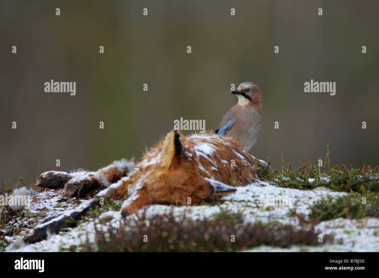 Dead red fox hi-res stock photography and images - Alamy