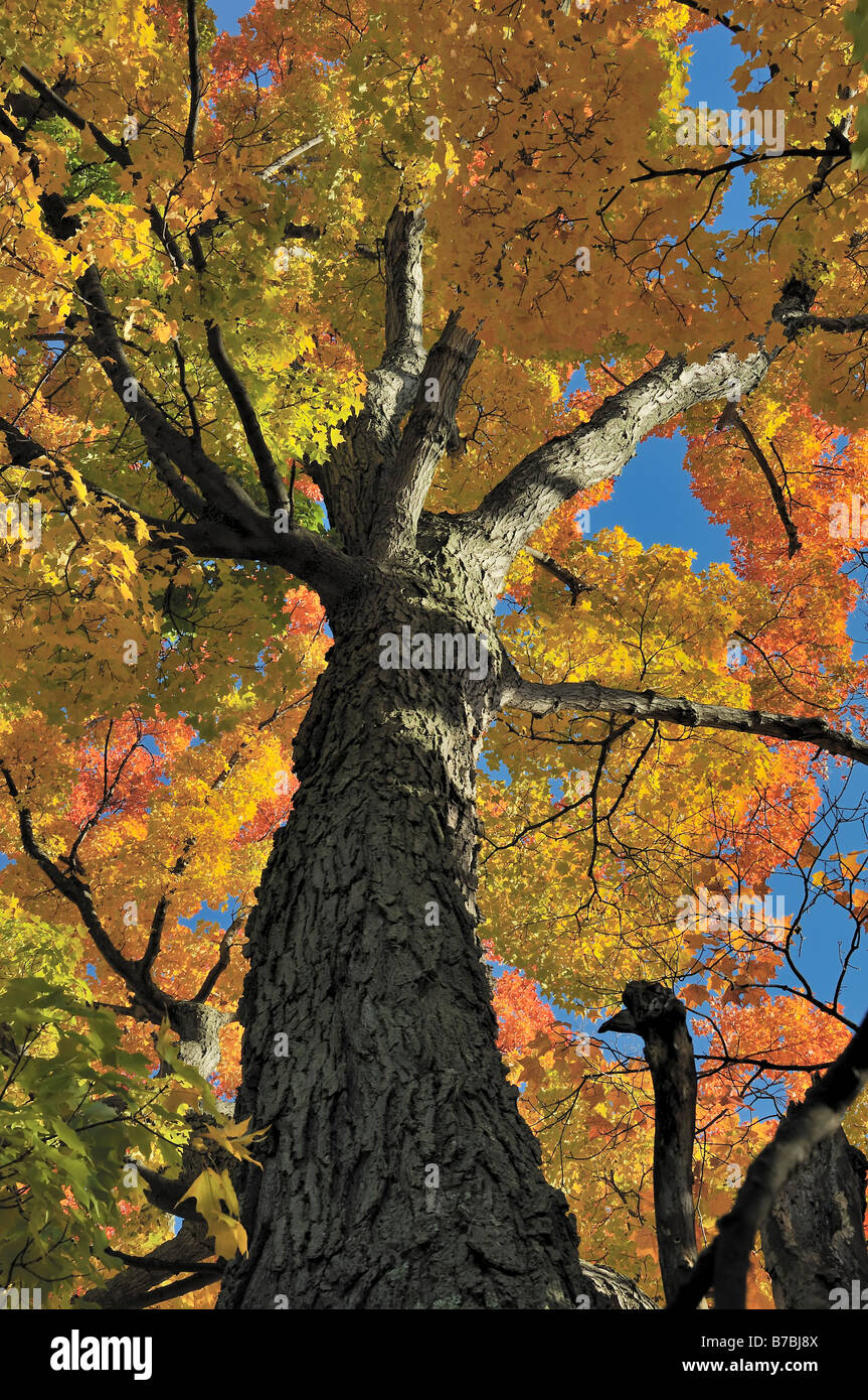 Sugar maple hi-res stock photography and images - Alamy