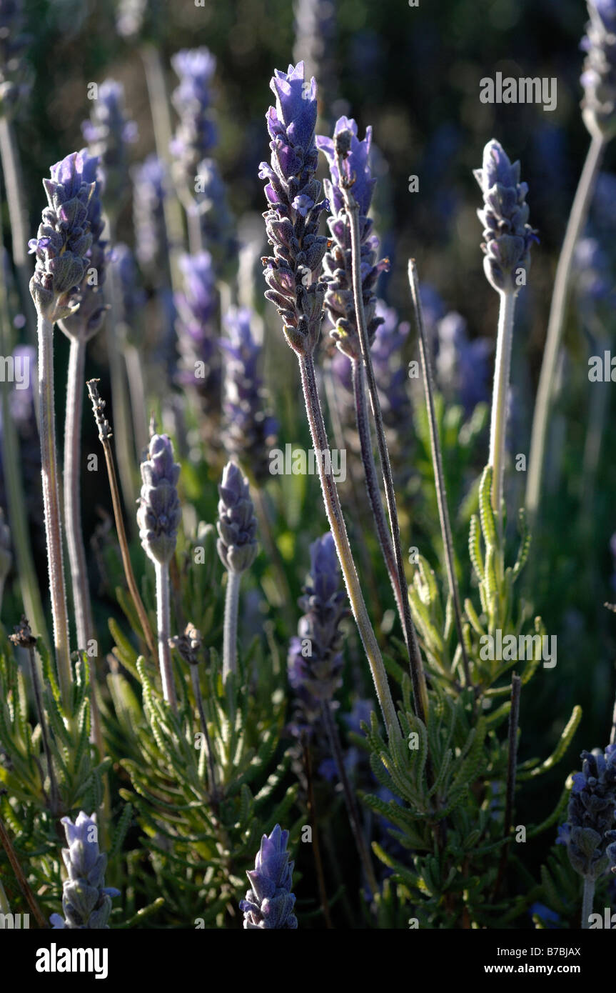 Lavandula dentata hi-res stock photography and images - Alamy