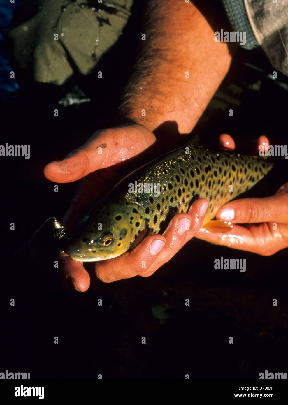 close up of a brown trout caught with a fly Stock Photo - Alamy