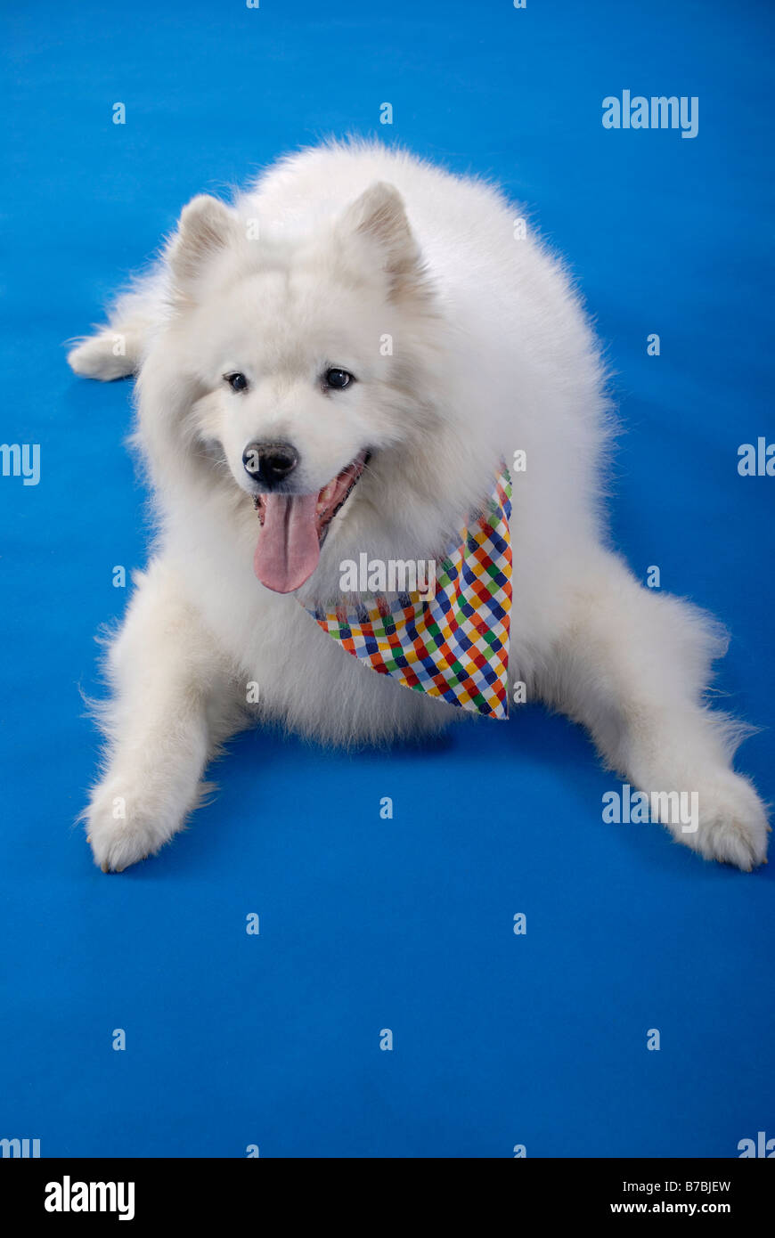 Samoyed sled hi-res stock photography and images - Alamy