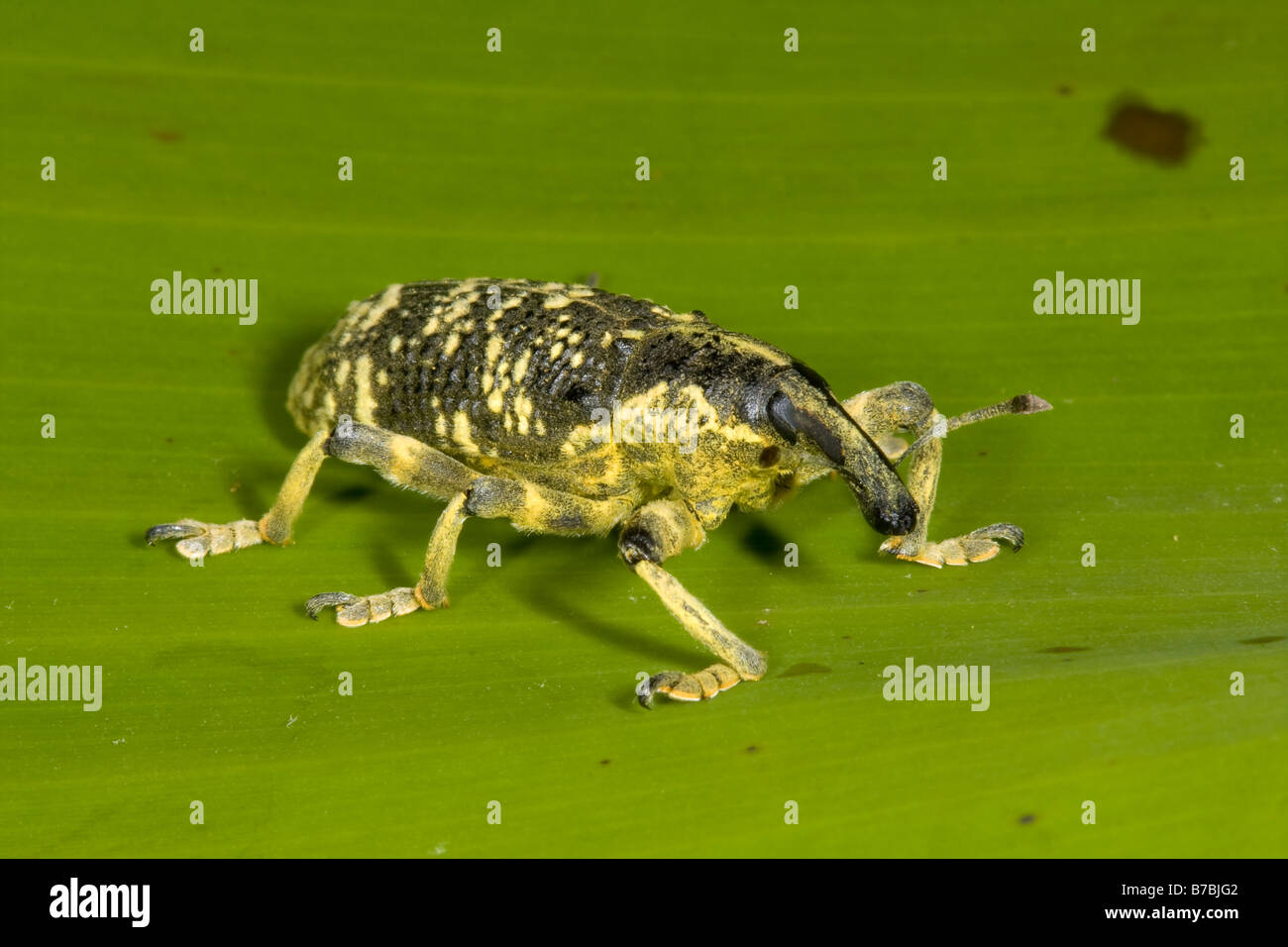 Madagascar insect hi-res stock photography and images - Alamy