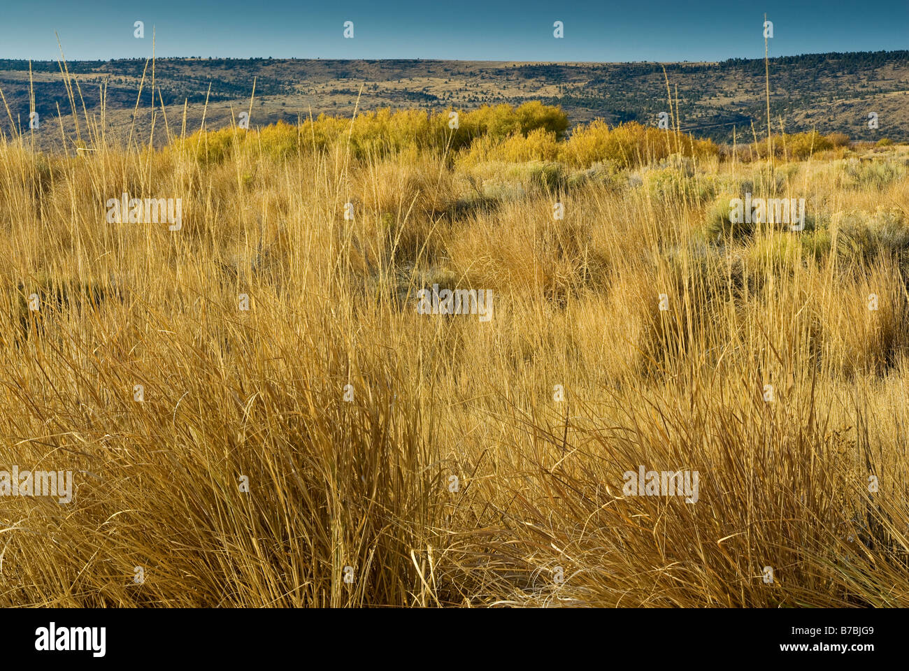 Tall grass at wetlands seen from Center Patrol Road and Jackass Mtn in ...