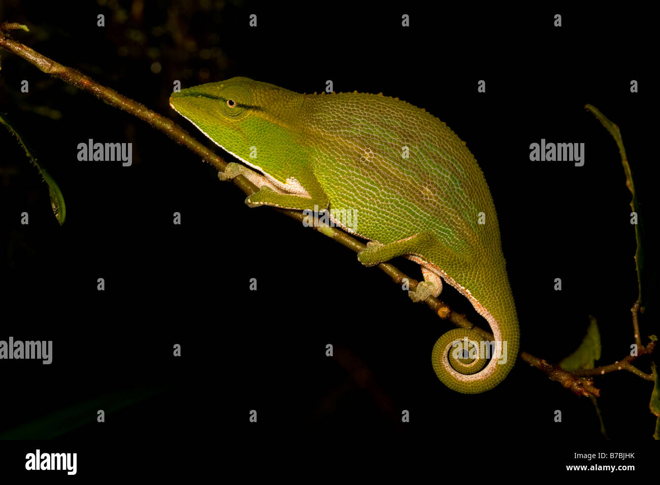 Stomach striped Chameleon Madagascar Stock Photo - Alamy