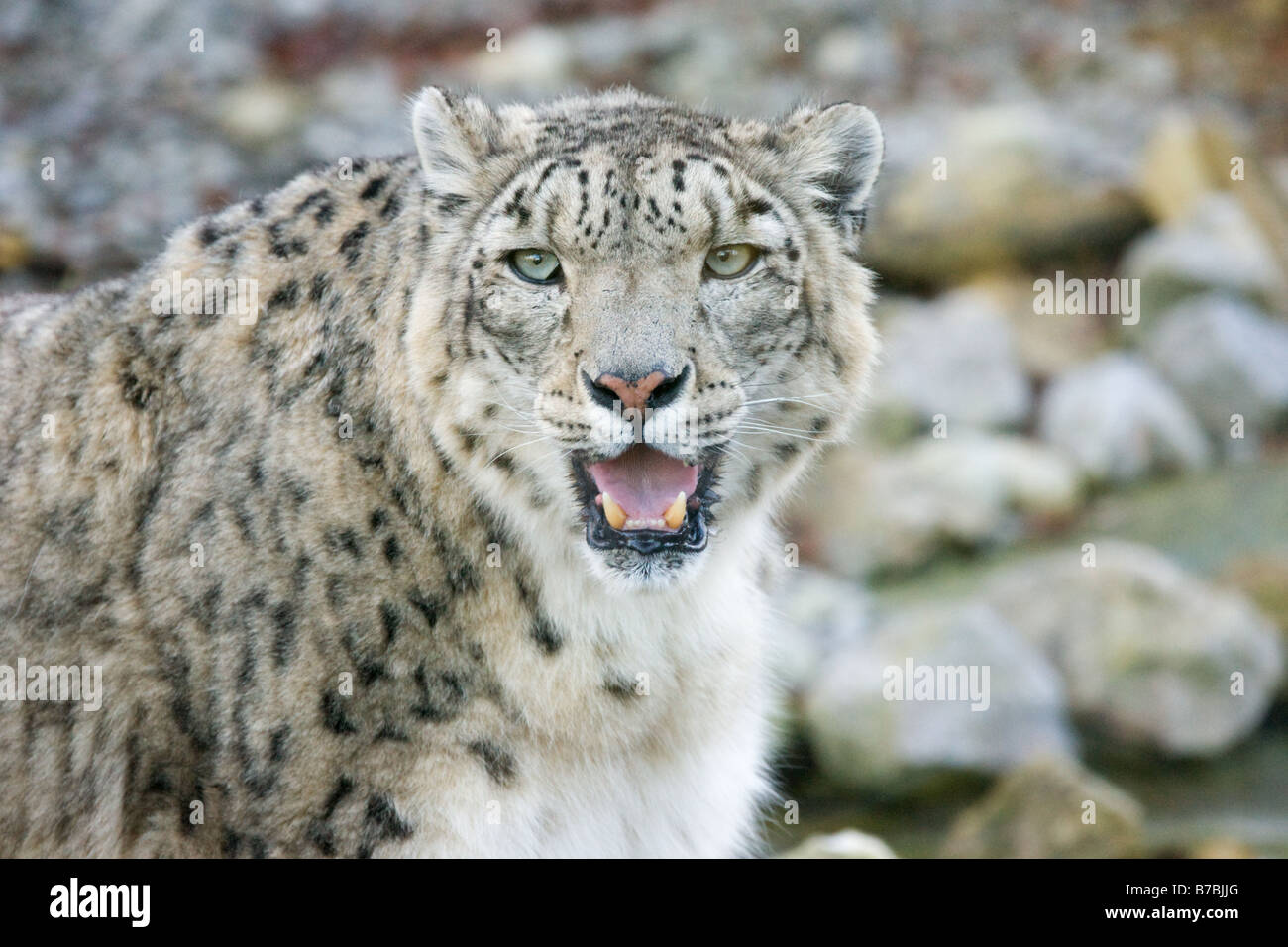 Uncia hi-res stock photography and images - Alamy