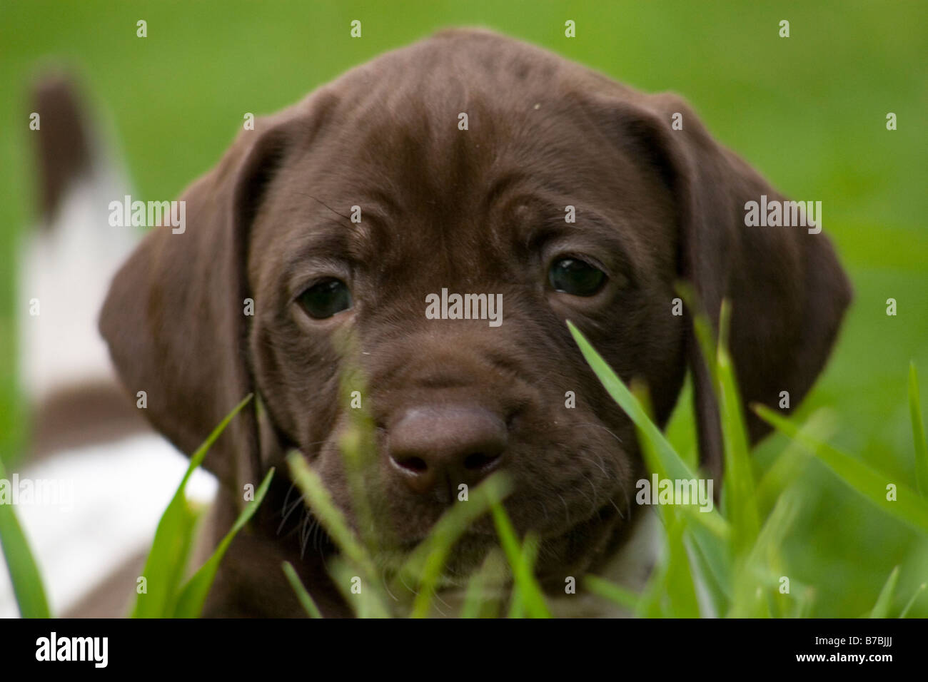 See through grass hi-res stock photography and images - Alamy
