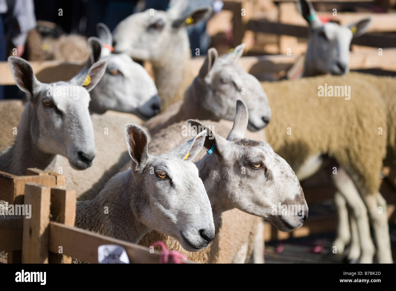 Masham Sheep Fair North Yorkshire England UK Stock Photo - Alamy
