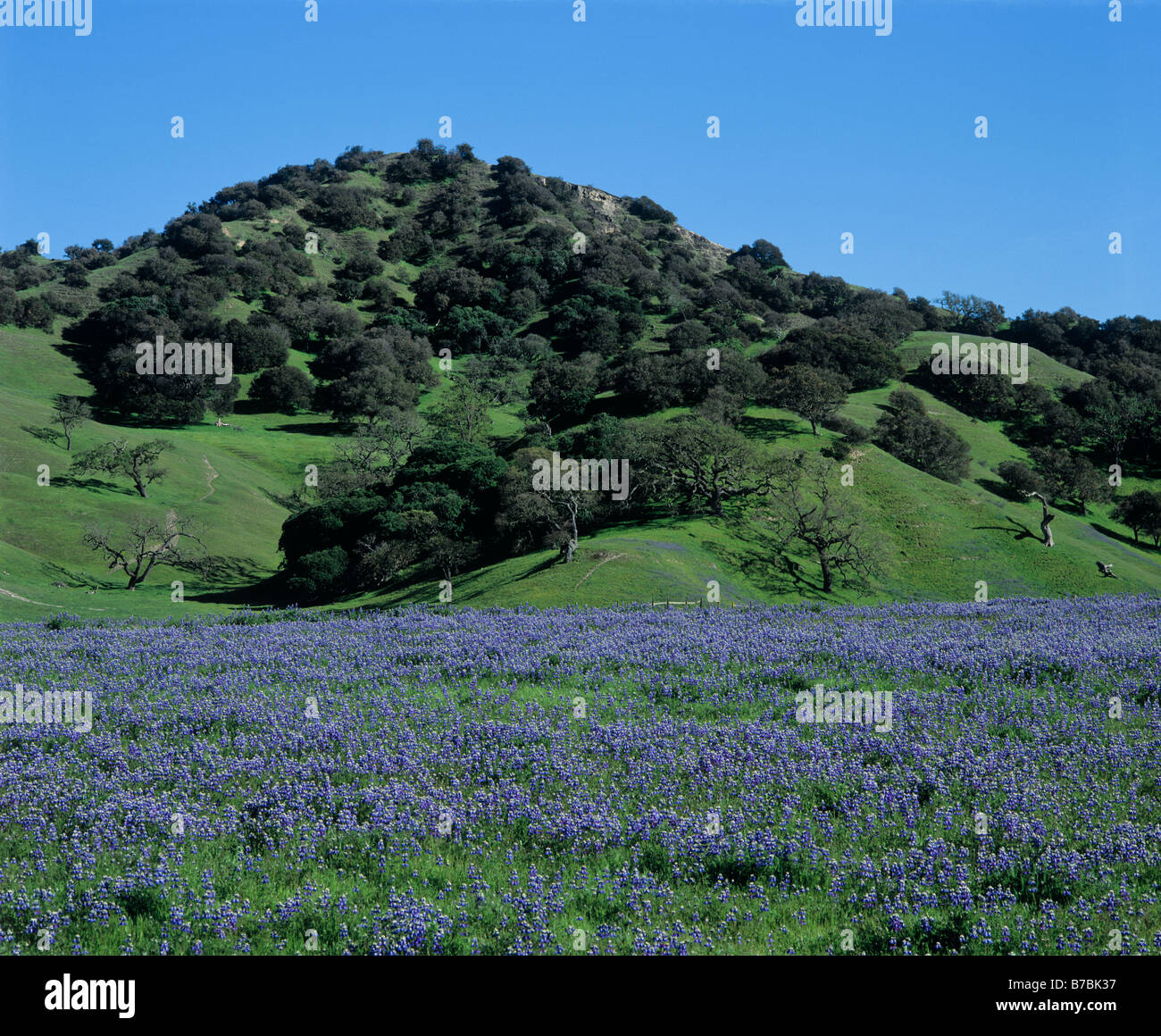 LUPIN fields and OAK woodlands with grazing CATTLE MONTEREY COUNTY ...