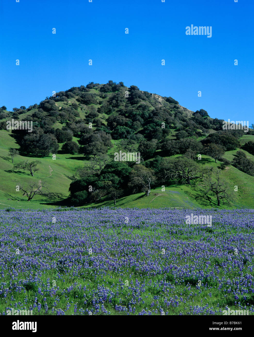LUPIN fields and OAK woodlands MONTEREY COUNTY CALIFORNIA Stock Photo ...