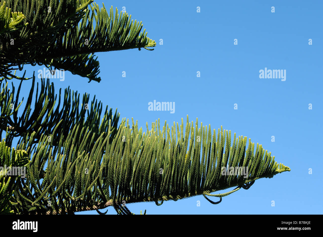 Araucaria Excelsa Norfolk Pine Leaves detail Stock Photo - Alamy