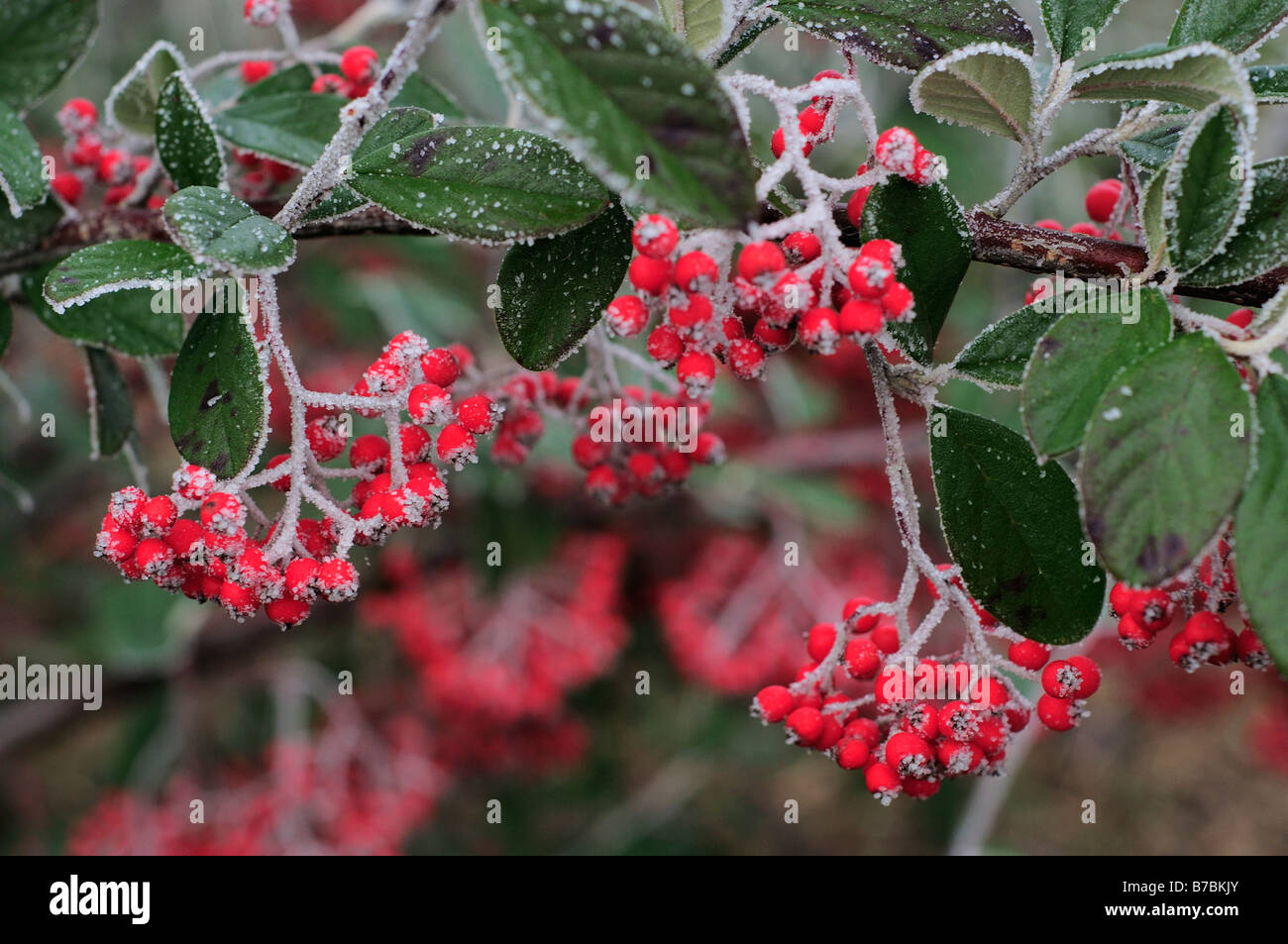 Red berries in winter covered with frost Stock Photo - Alamy