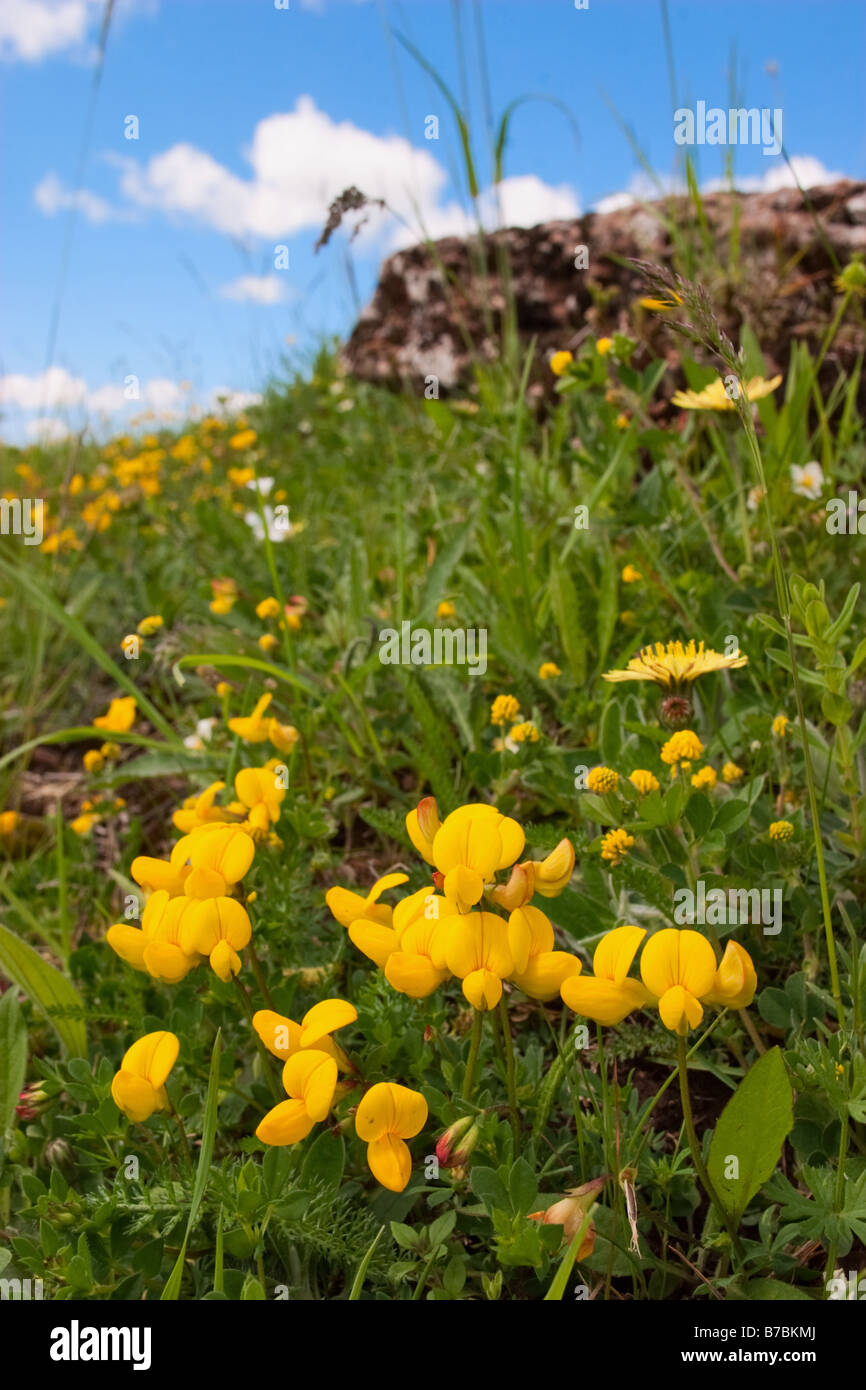 common birds foot trefoil on a summer meadow Stock Photo - Alamy