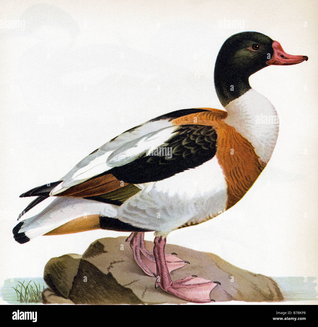 Illustration of a male Shelduck painted by W Wright around 1830 Stock ...